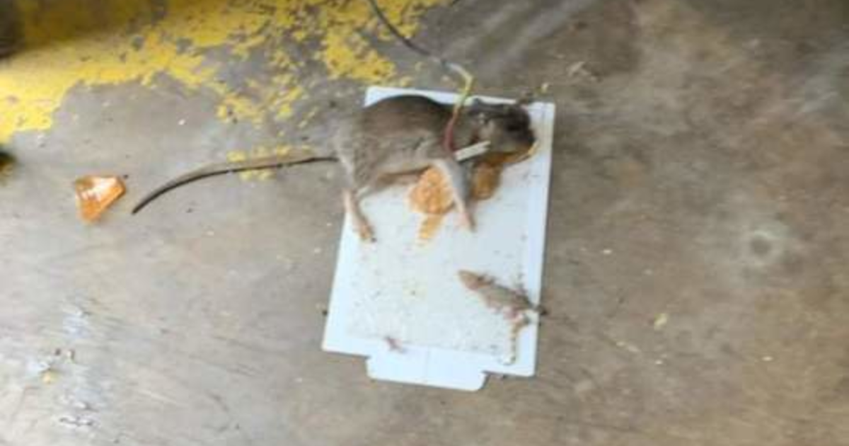 Is a big grocery store having a dead rat inside its store or restaurant ...