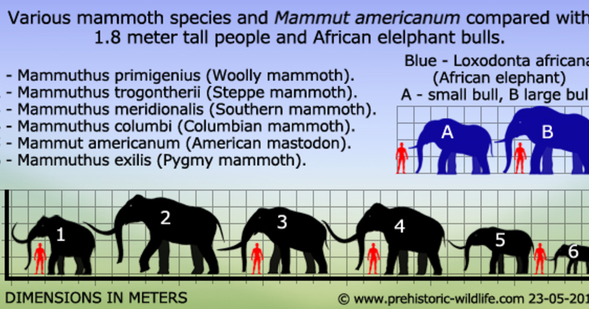 Did you know that Woolly mammoths were around the same size as the ...