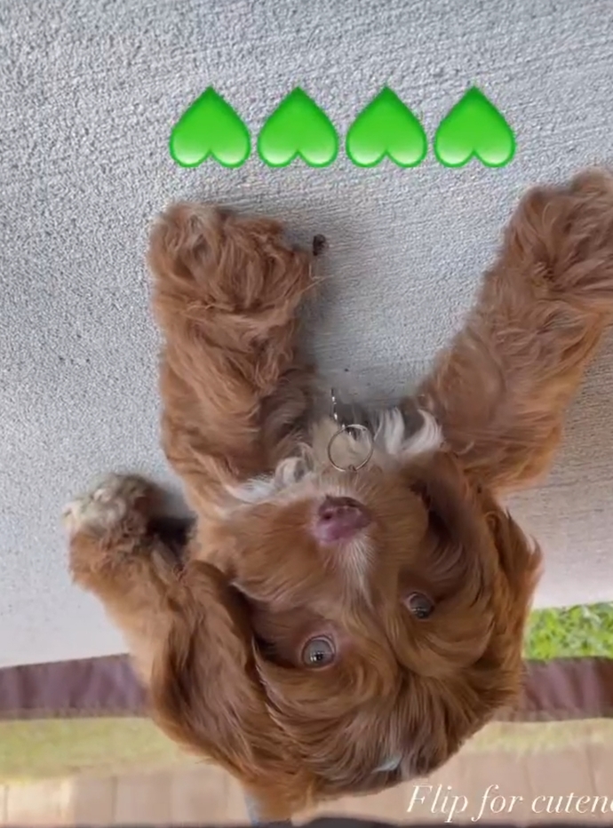 Y'all like my new little guy milo the cockapoo? - GirlsAskGuys