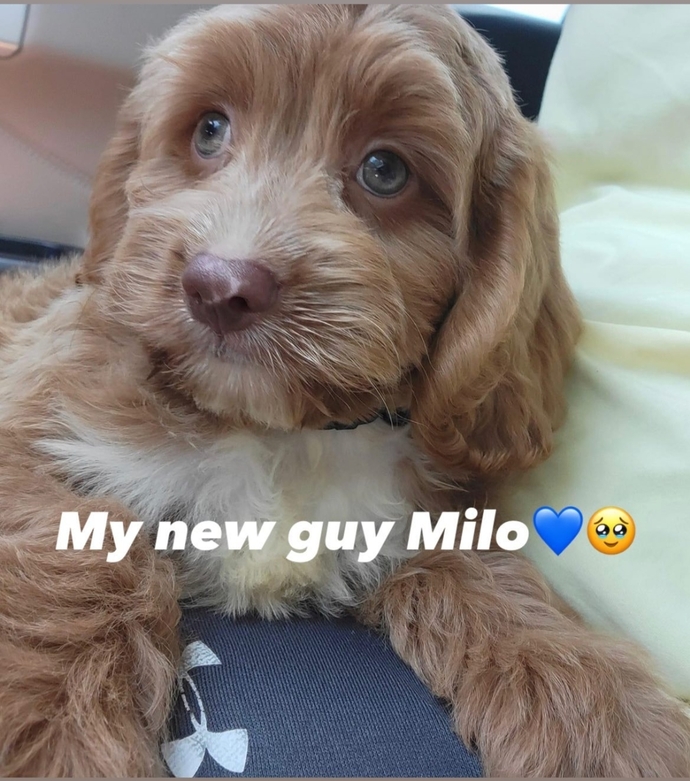 Y'all like my new little guy milo the cockapoo? - GirlsAskGuys