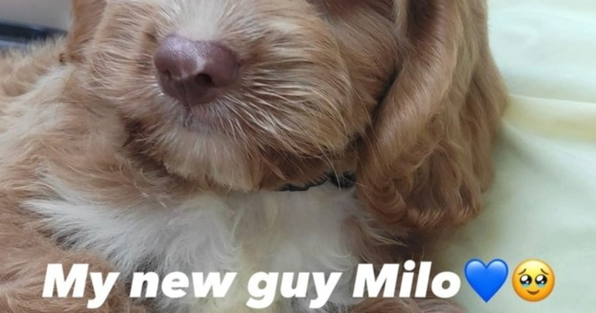 Y'all like my new little guy milo the cockapoo? - GirlsAskGuys