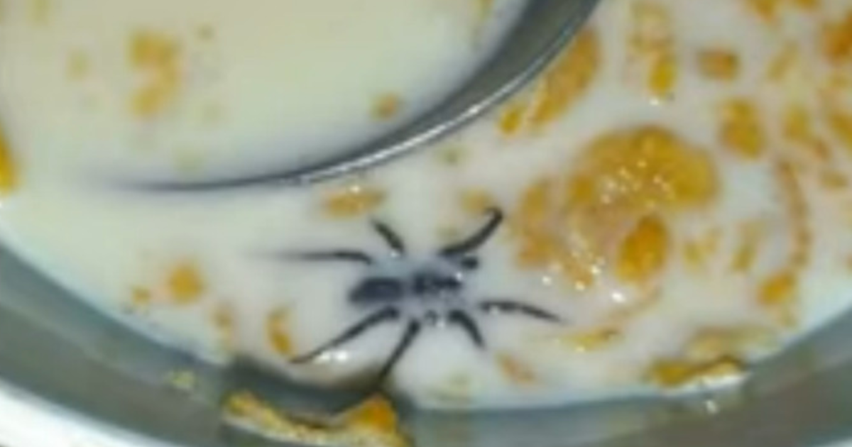 What do you do if you find a SPIDER in your CEREAL? - GirlsAskGuys