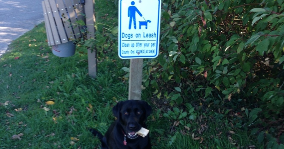 Has anyone had their dog sent away for training? Bought one highly ...