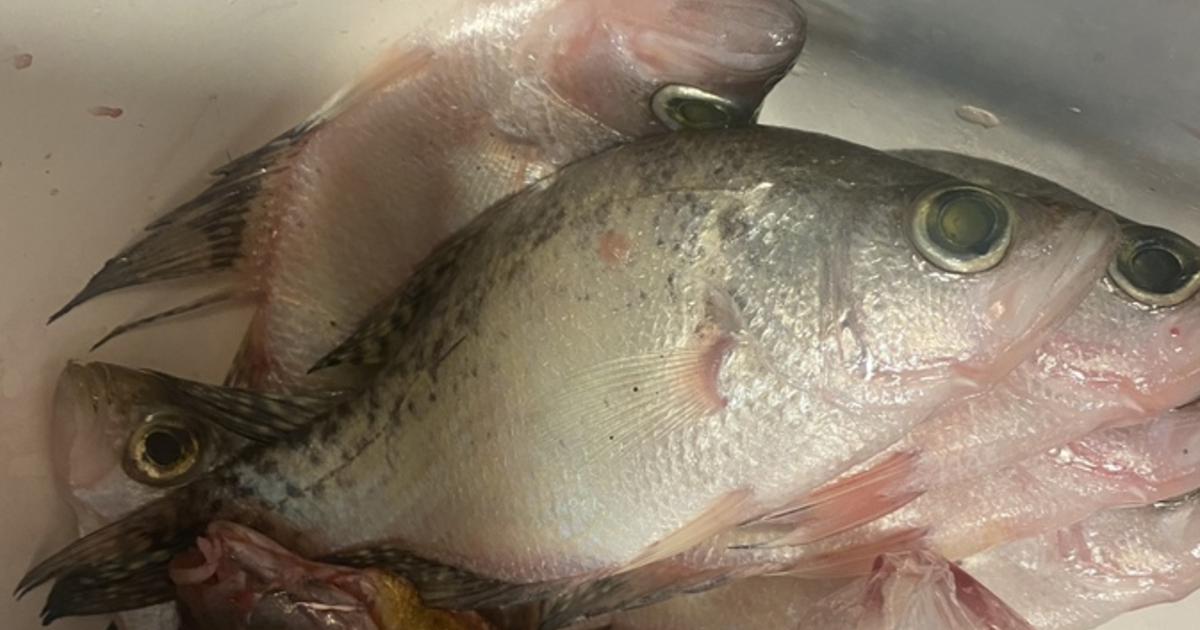 What kind of fish are these? - GirlsAskGuys