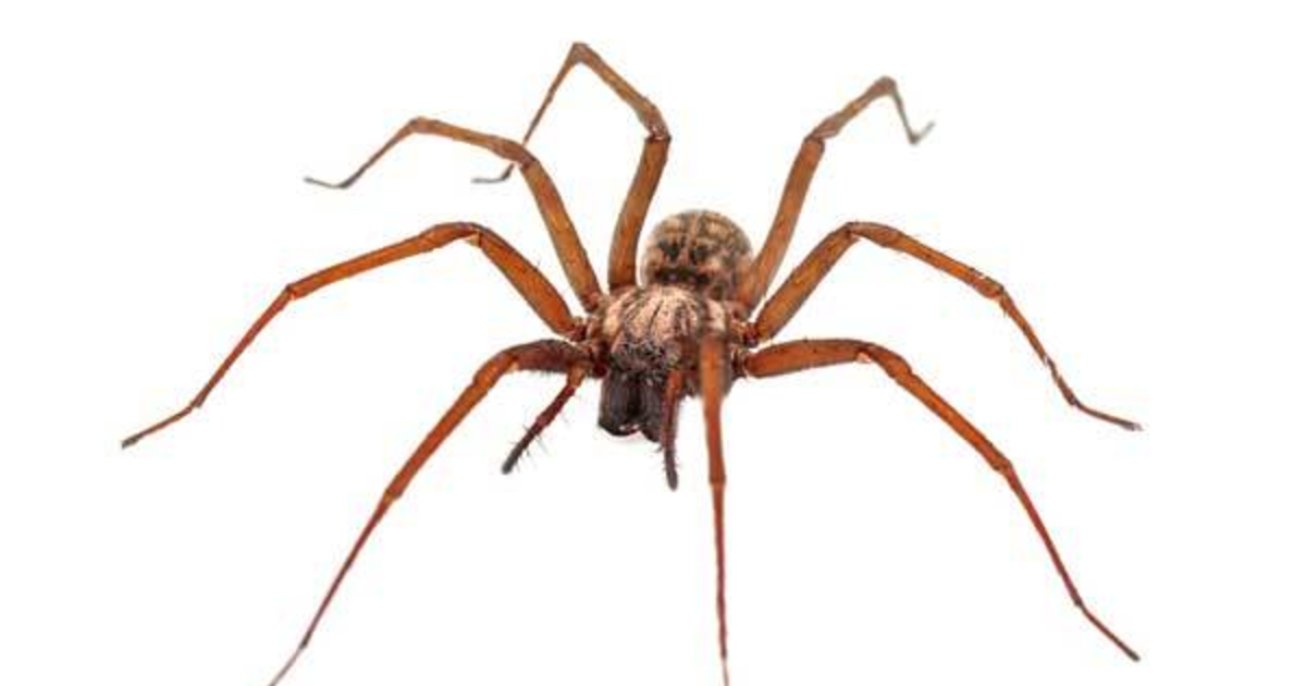 Which of these common household insects creeps you out the most ...