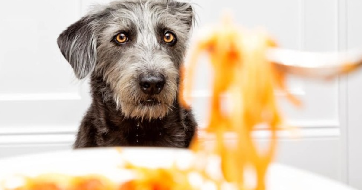 How do you keep dogs from begging or wanting human food? ? - GirlsAskGuys