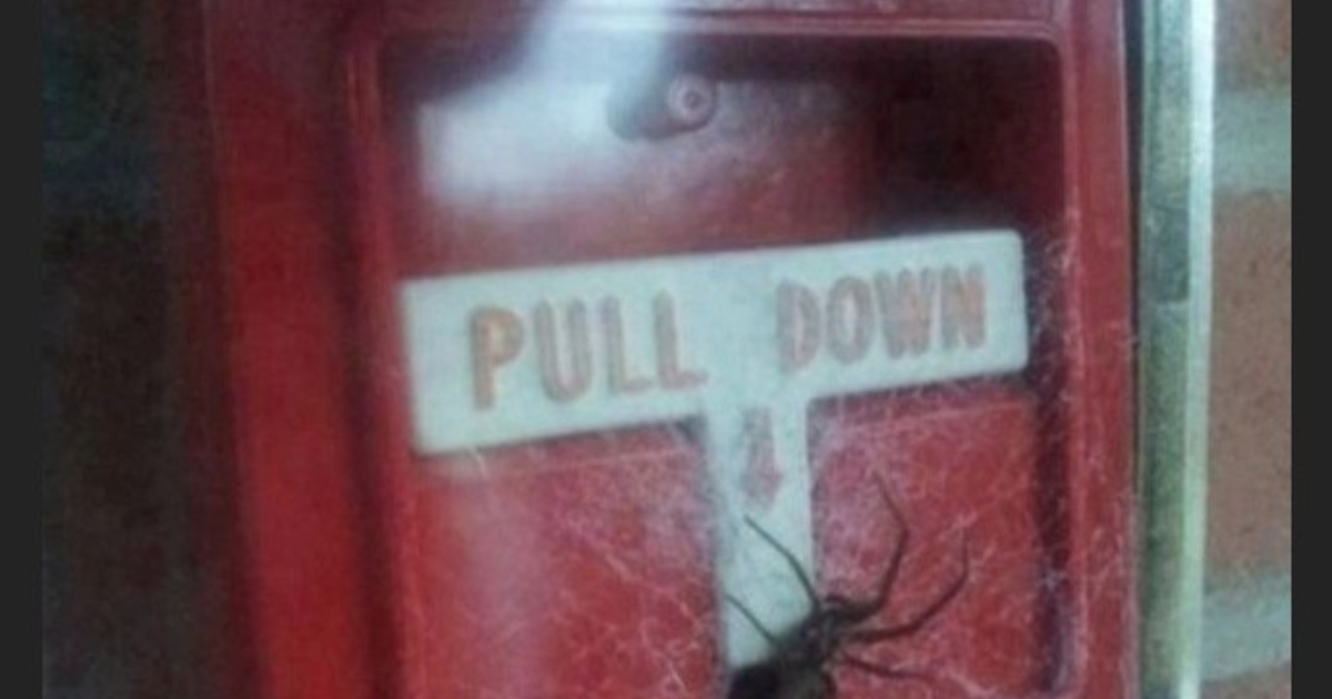 You spot a big fire in a building but there's a spider on the only ...