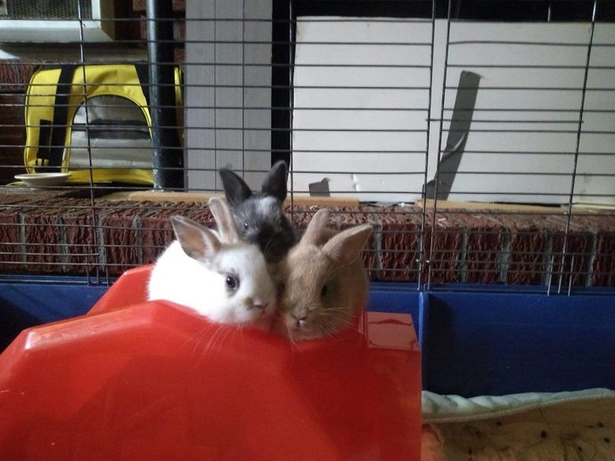 Would/do you have a pet rabbit? - GirlsAskGuys