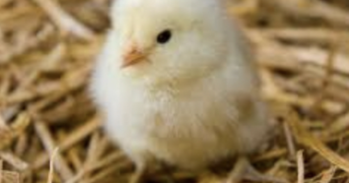 What do you think of this farm chick? - GirlsAskGuys