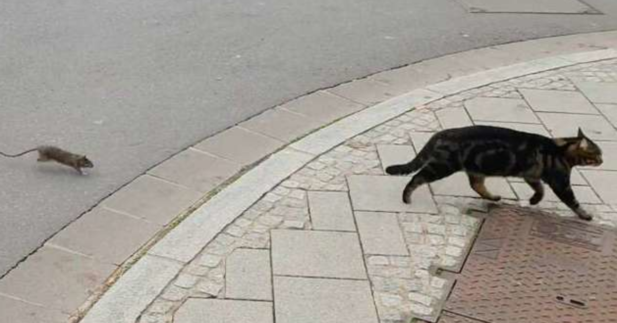 I saw a rat chasing a cat is this normal? - GirlsAskGuys