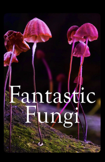 Have you seen the Netflix documentary Fantastic Fungi? Thoughts? I ...