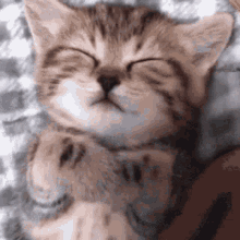 What is it about cat memes and videos that are so soothing and relaxing ...