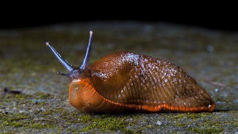 If someone told you they wanted you to buy them a slug for lunch, would ...