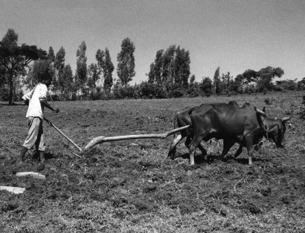 Have you ever enslaved an animal? - GirlsAskGuys