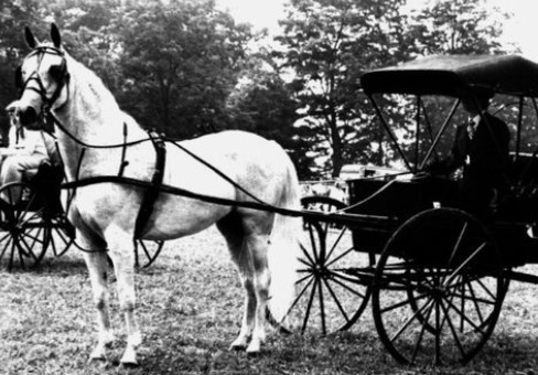 Have you ever enslaved an animal? - GirlsAskGuys