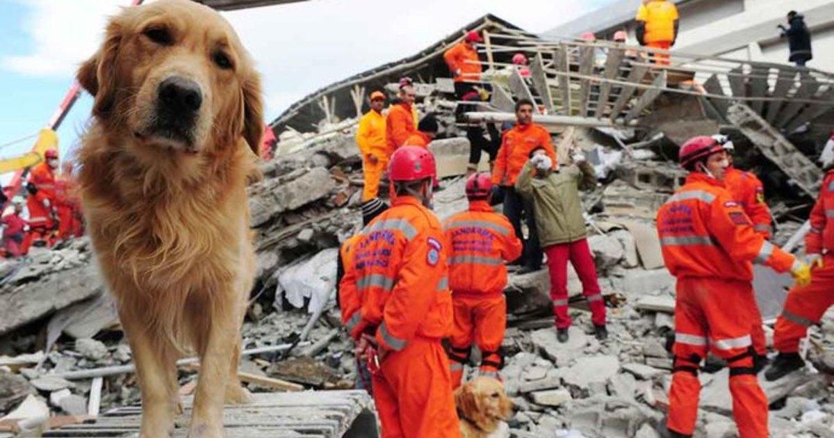 Do you think animals can sense disasters such as earthquakes in advance ...