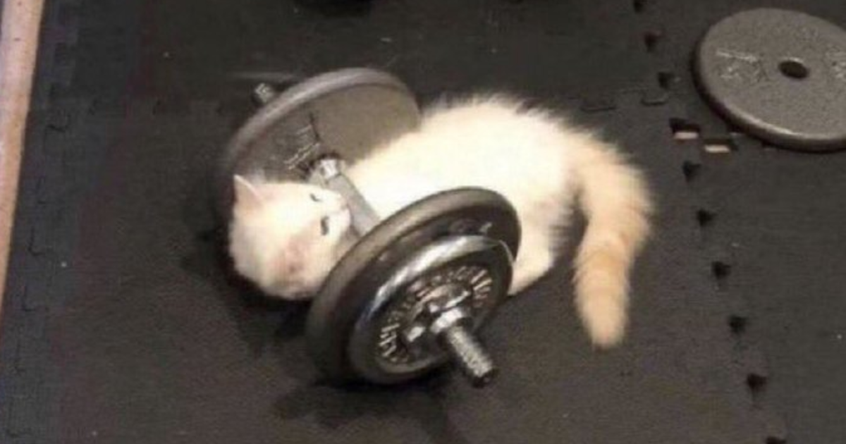 What would you do if you saw a cat working out in the gym? - GirlsAskGuys