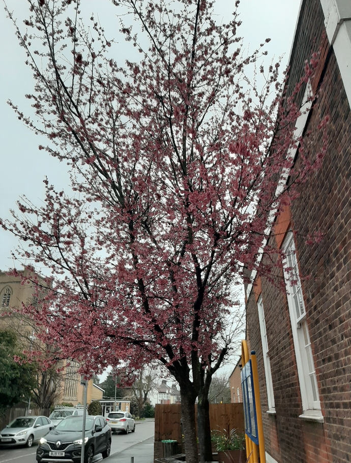 Do you see pink or red tree? - GirlsAskGuys