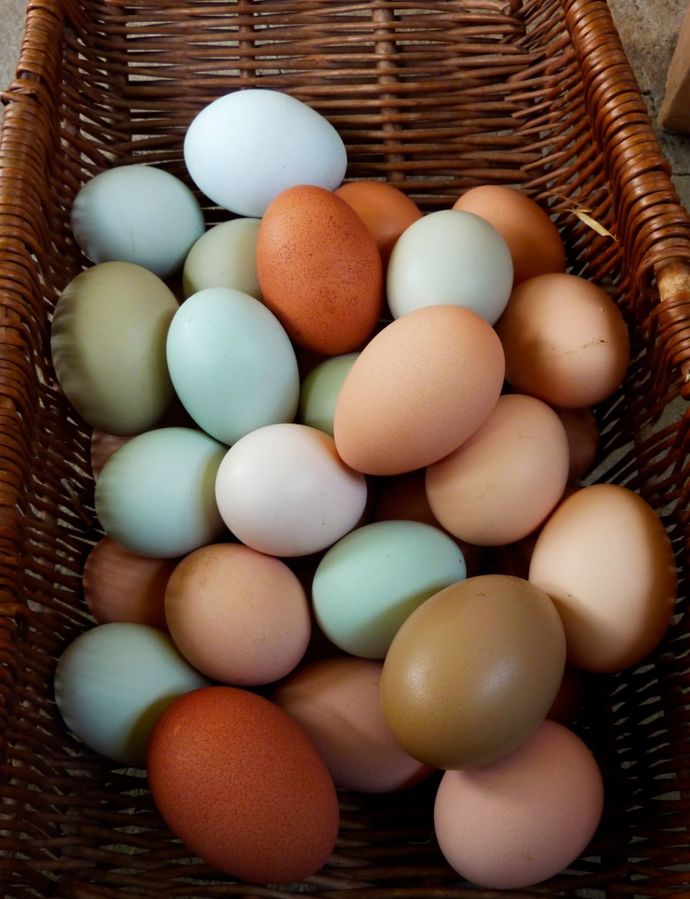 Are you coloring Eastereggs this year,? - GirlsAskGuys