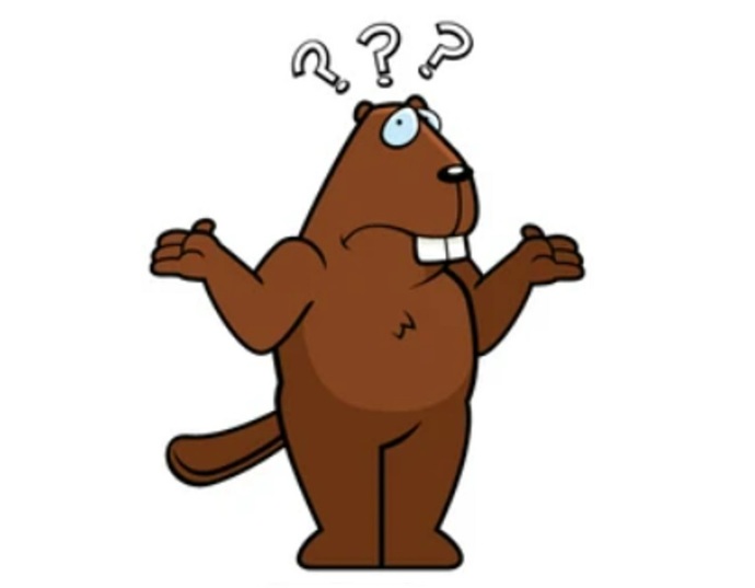 Today is International Beaver Day. How will you celebrate? - GirlsAskGuys