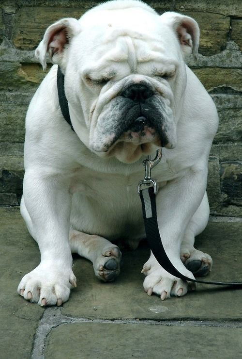 Would it be cruel to name your dog "Farty" because you think is has a ...