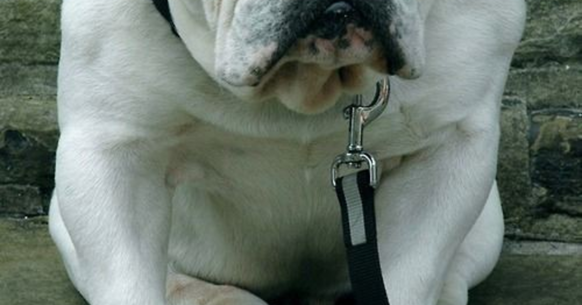 Would it be cruel to name your dog "Farty" because you think is has a ...