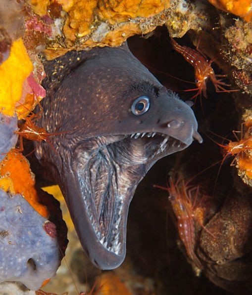 What's your favorite sea animals? - GirlsAskGuys