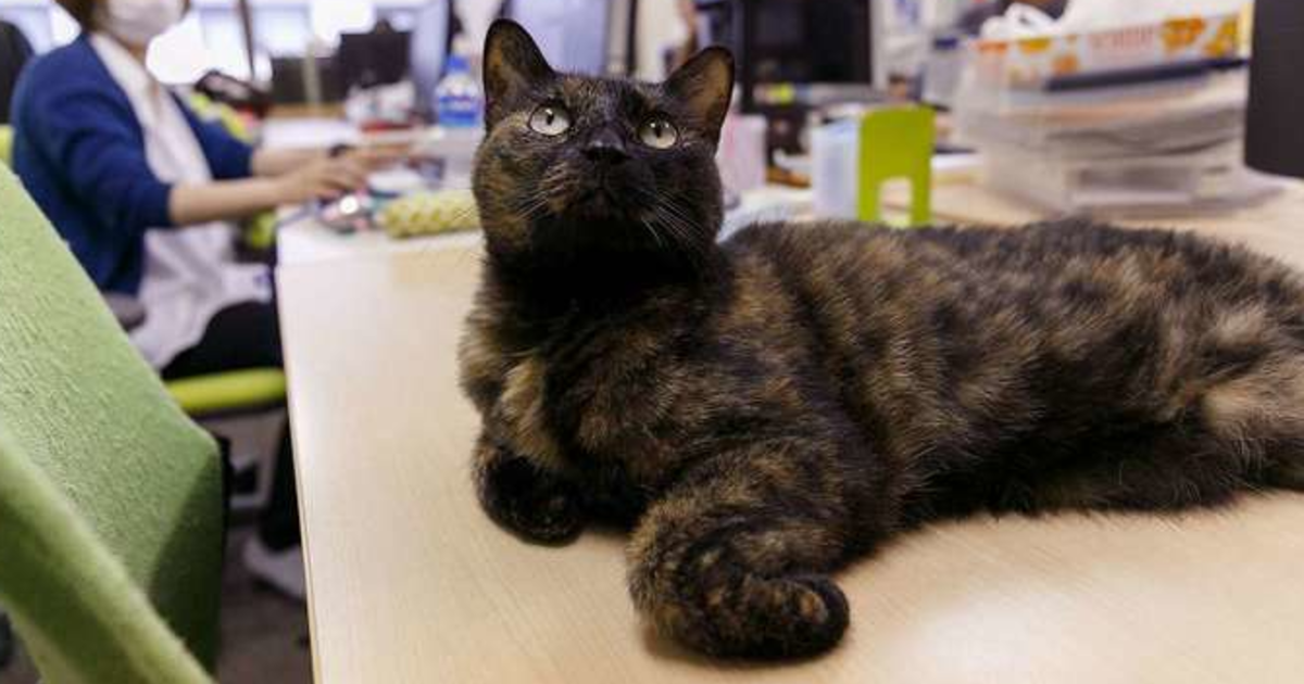 What are you thoughts about office cats? - GirlsAskGuys