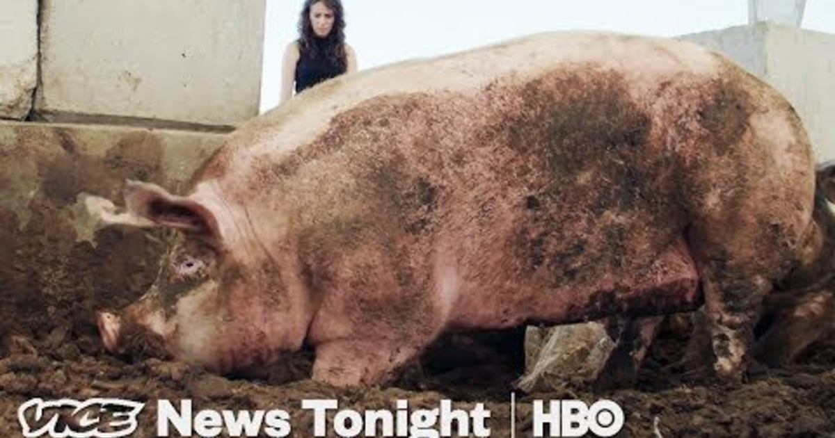 Is it okay to feed pig left over food of people? - GirlsAskGuys