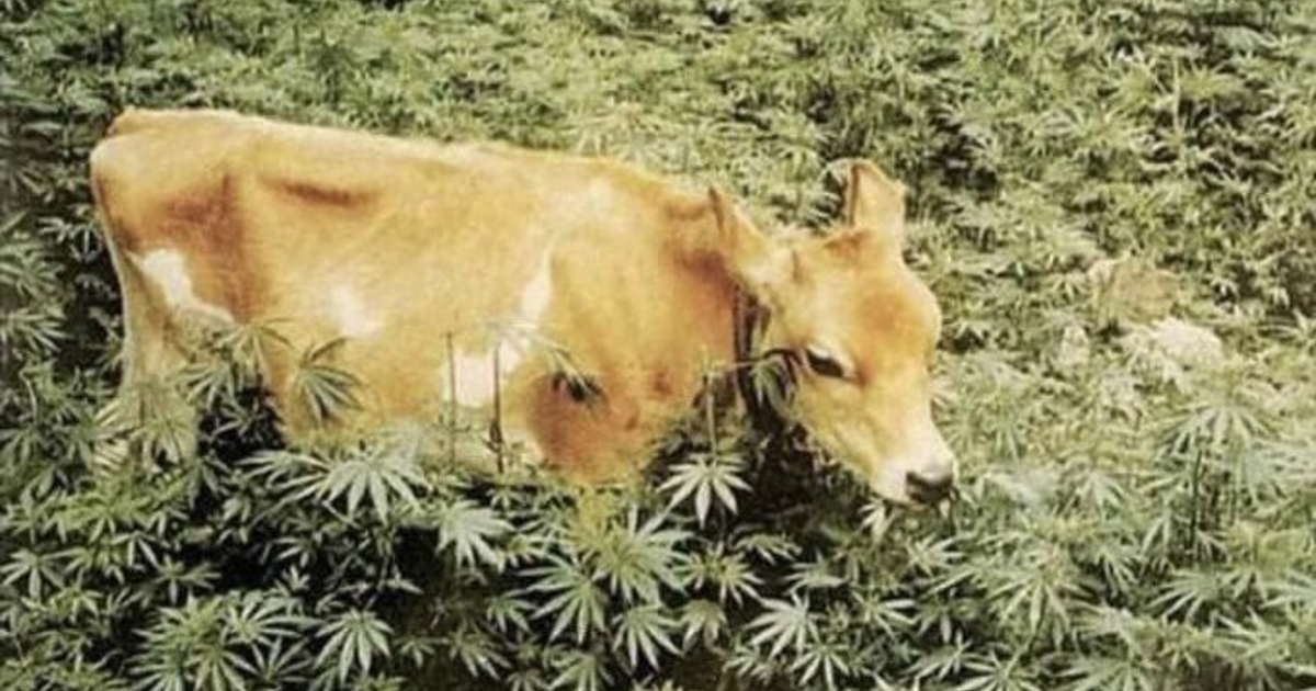 Is it ok to raise beef on weed or are the steaks too high? - GirlsAskGuys