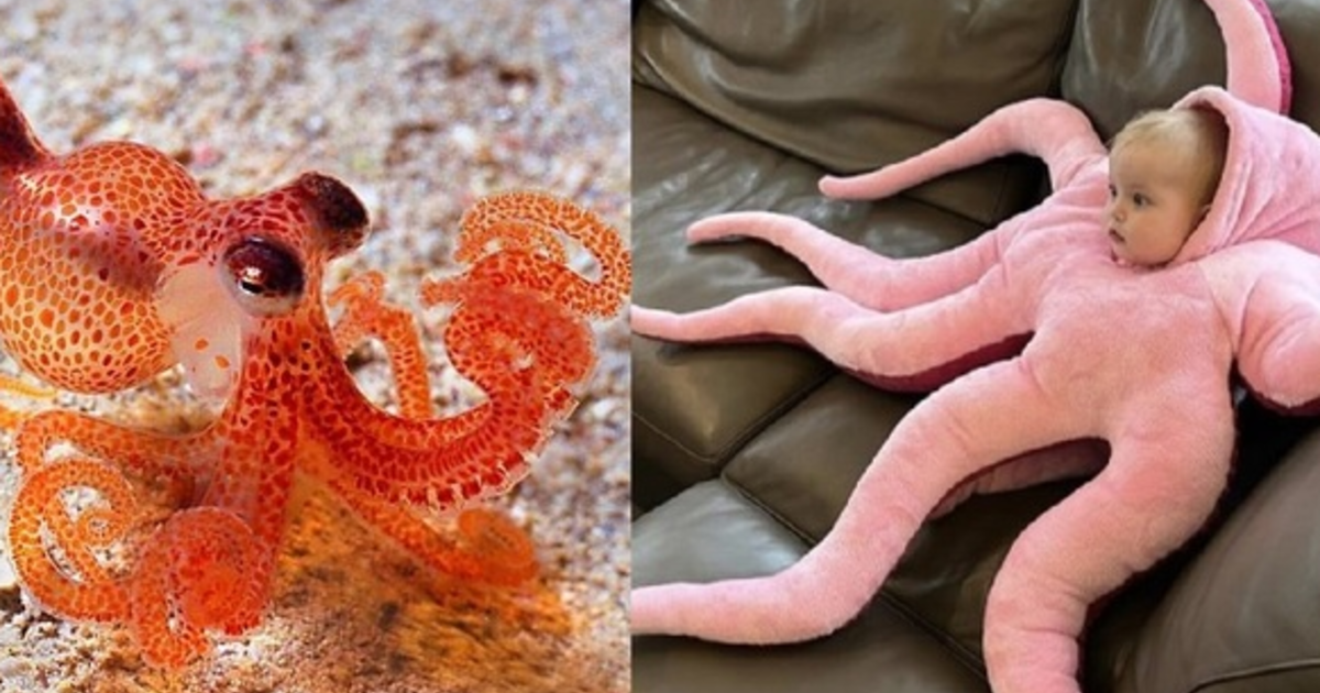 Baby Octopus or Octopus Baby? - GirlsAskGuys