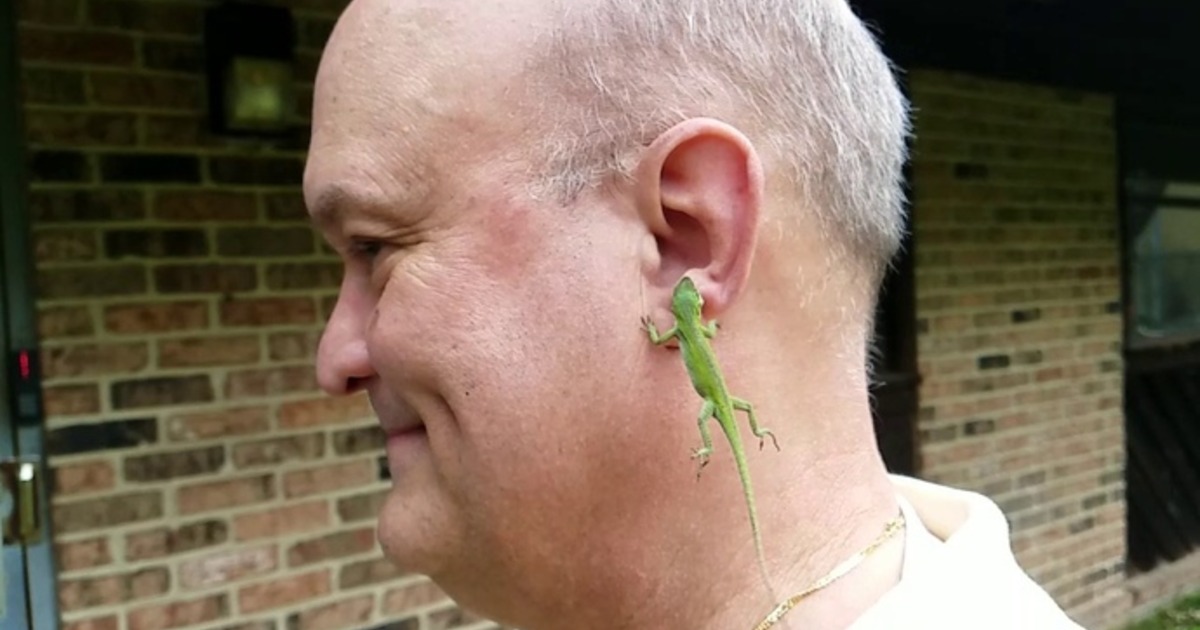 Do you know anyone that would wear a lizard for an earring? - GirlsAskGuys