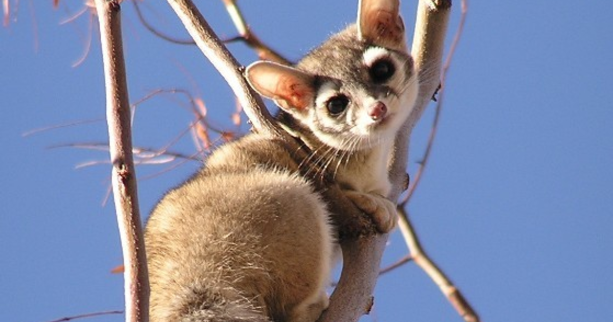 If you could have any animal as a pet, what would it be? - GirlsAskGuys