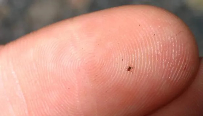 Does anyone know what a NOSEEUM is? - GirlsAskGuys