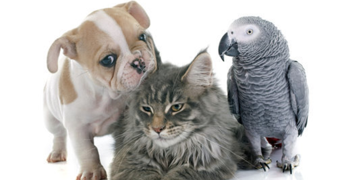 What is your favorite animal? - GirlsAskGuys
