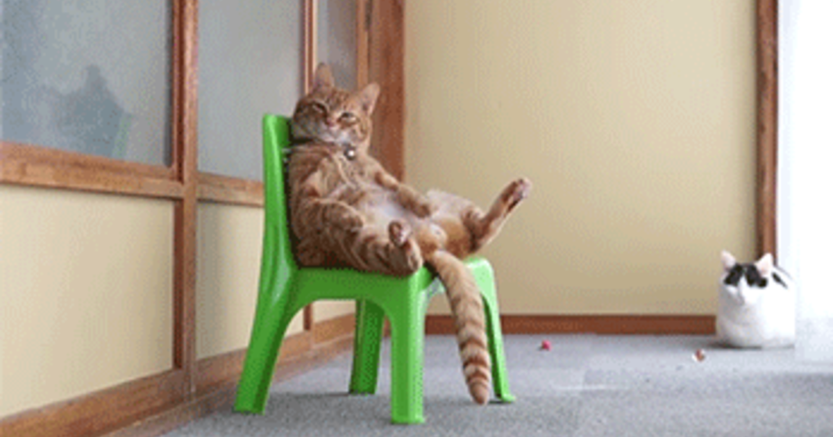 What's the most human thing your pet does? - GirlsAskGuys
