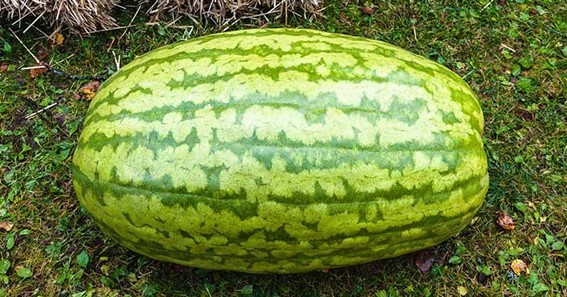 Are these the biggest melons you ever saw? - GirlsAskGuys