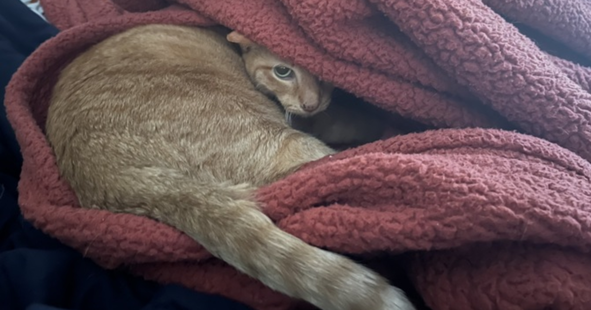 My cat whines and whines until my wife picks hers up and puts her under ...