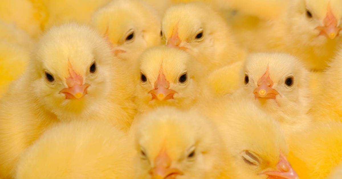 Is it offensive or annoying to refer to women as 'chicks'? - GirlsAskGuys