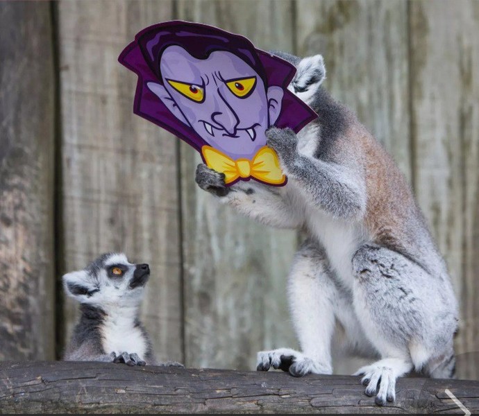 Which lemur is the scariest? - GirlsAskGuys