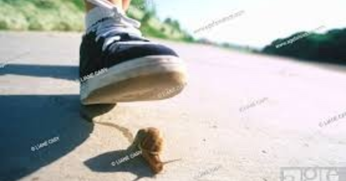 Will you step on a snail for money? - GirlsAskGuys