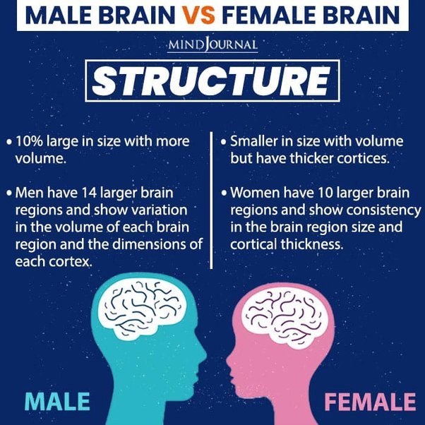Do you believe there is such thing as having a male or female brain ...