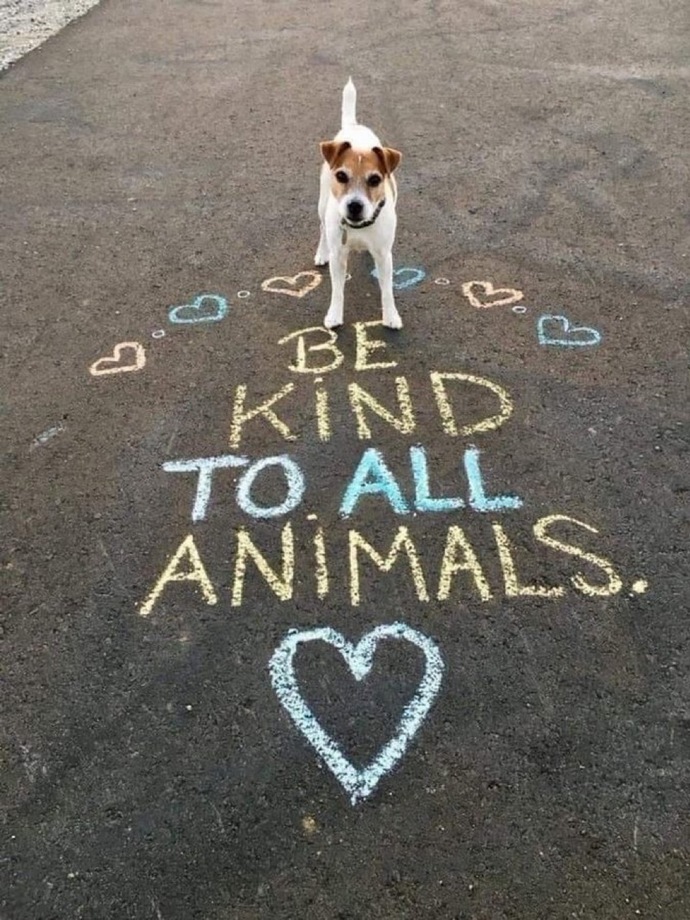 Are you kind to all animals? - GirlsAskGuys