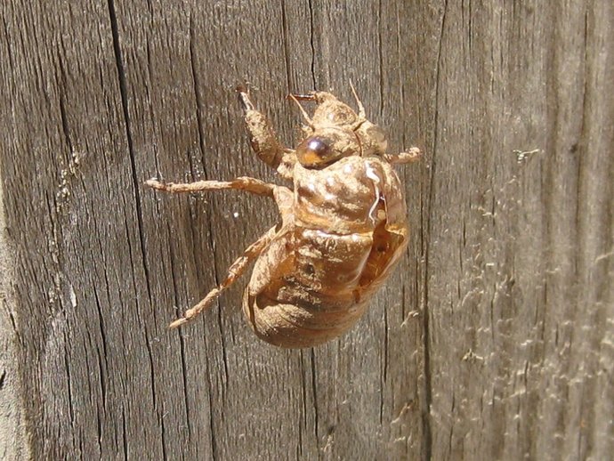 Are you prepared for the CICADA NOISE this Spring? - GirlsAskGuys