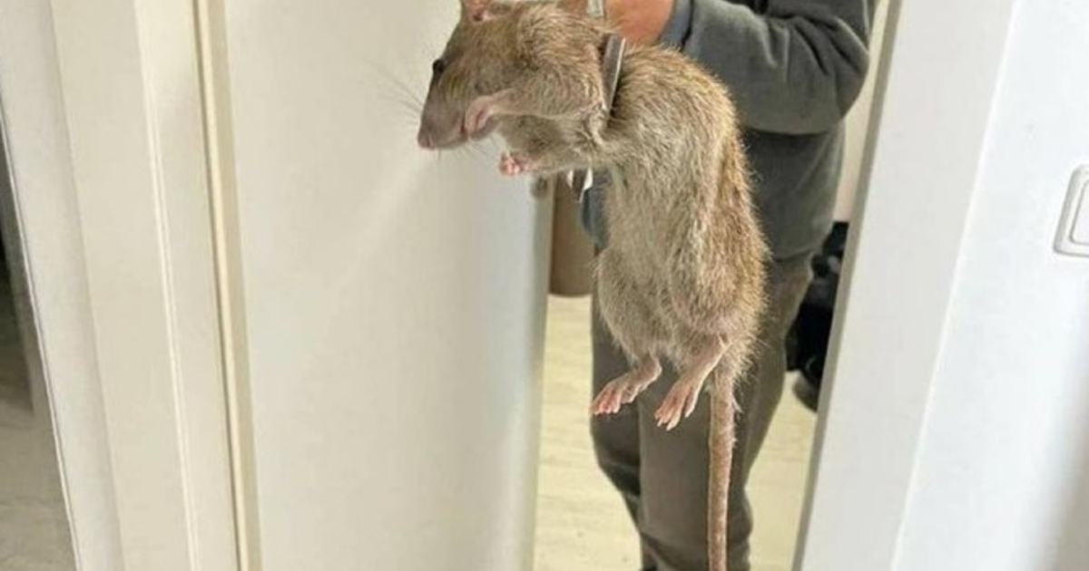 What would you do if you find this rat in your home, in the bedroom ...