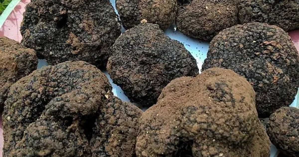 Have you ever eaten a truffle? - GirlsAskGuys