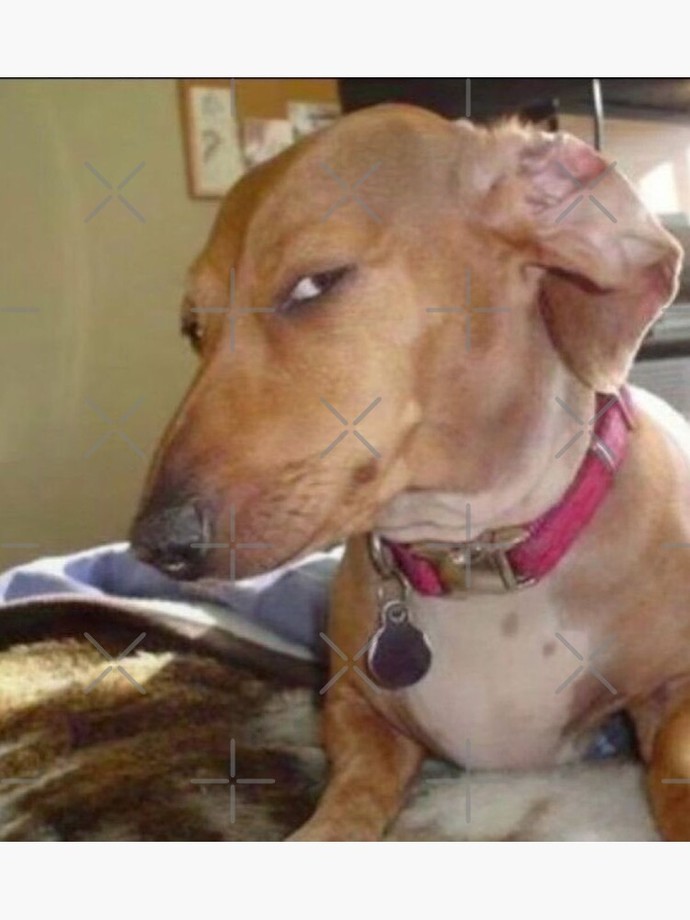 What are the common misconceptions about Alpha and Beta Males ...