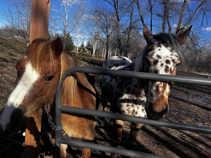 Do you like horses? - GirlsAskGuys