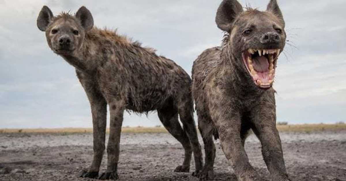 Do spotted hyenas deserve their own horror movie or not? - GirlsAskGuys