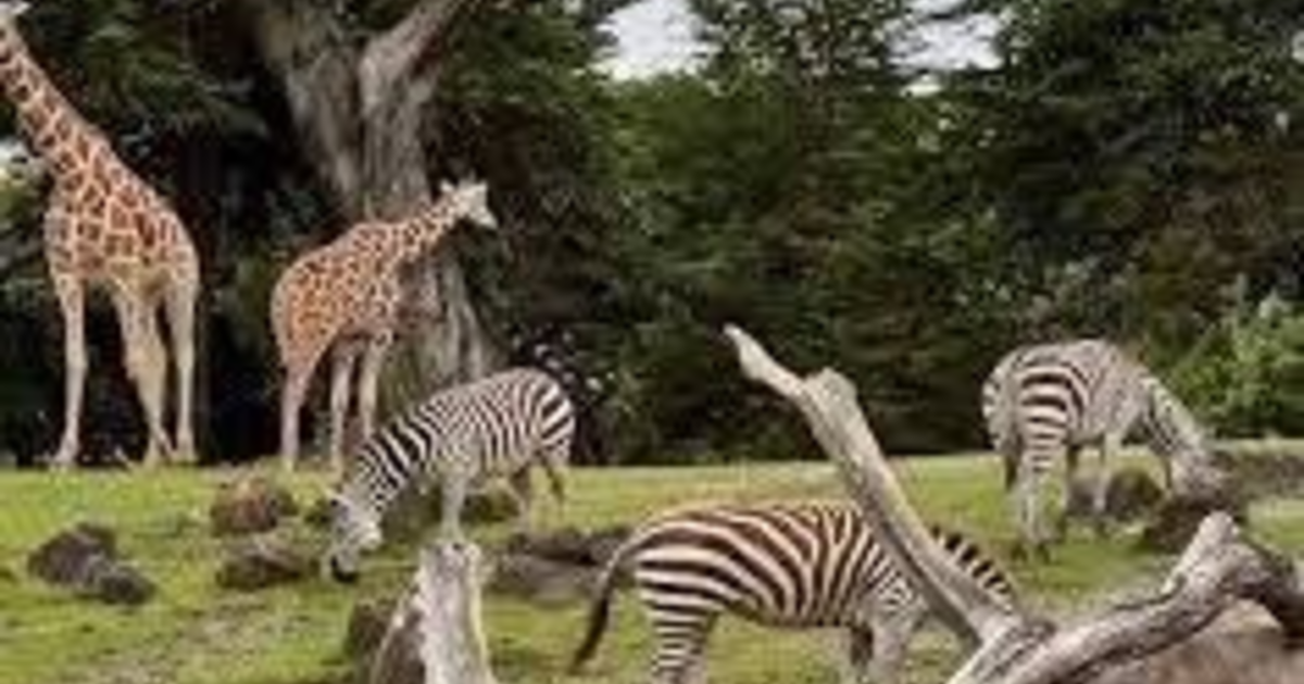 What’s your favorite animal to see at the zoo? - GirlsAskGuys